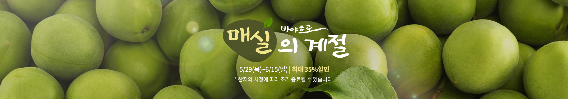 2025 초여름 매실 기획전 | 꽃피는아침마을