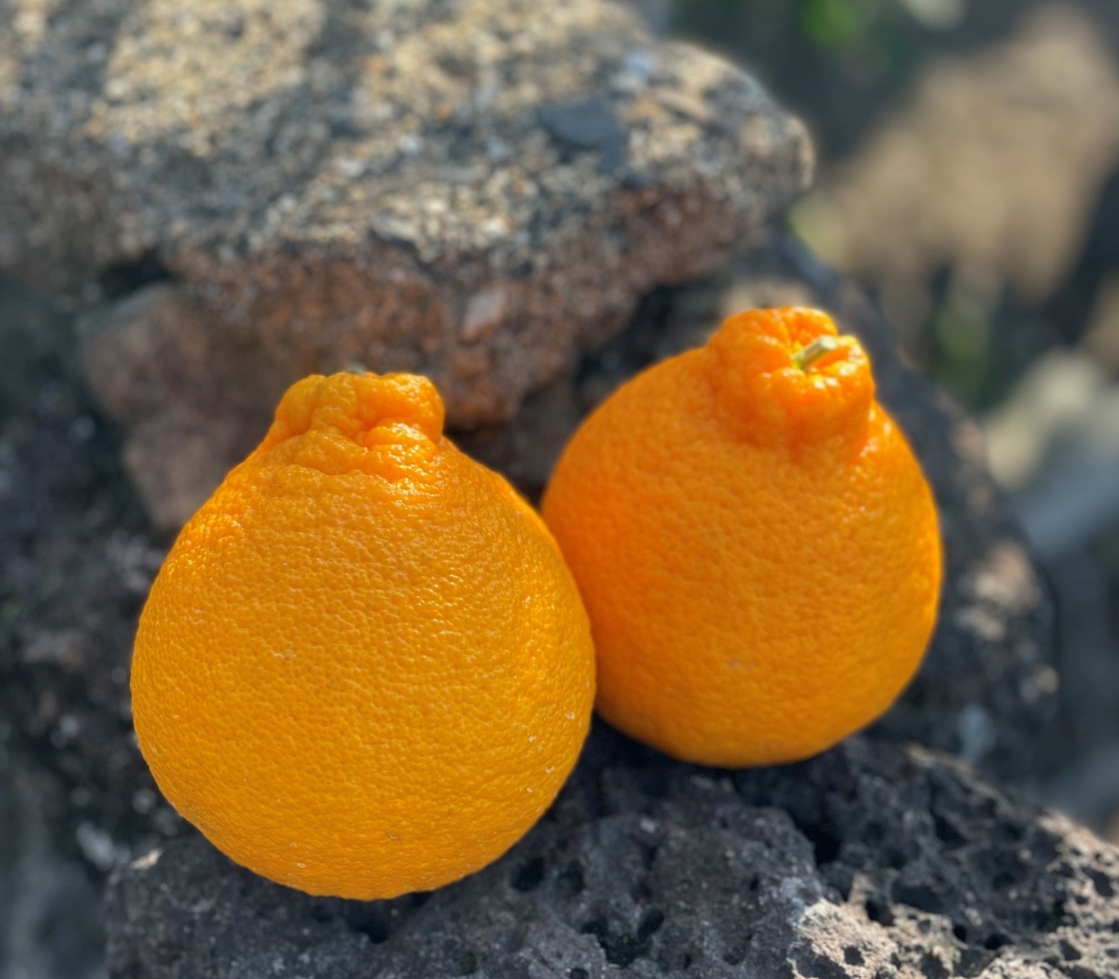 제주 명품 한라봉 3kg | 유진팡 | 꽃피는아침마을